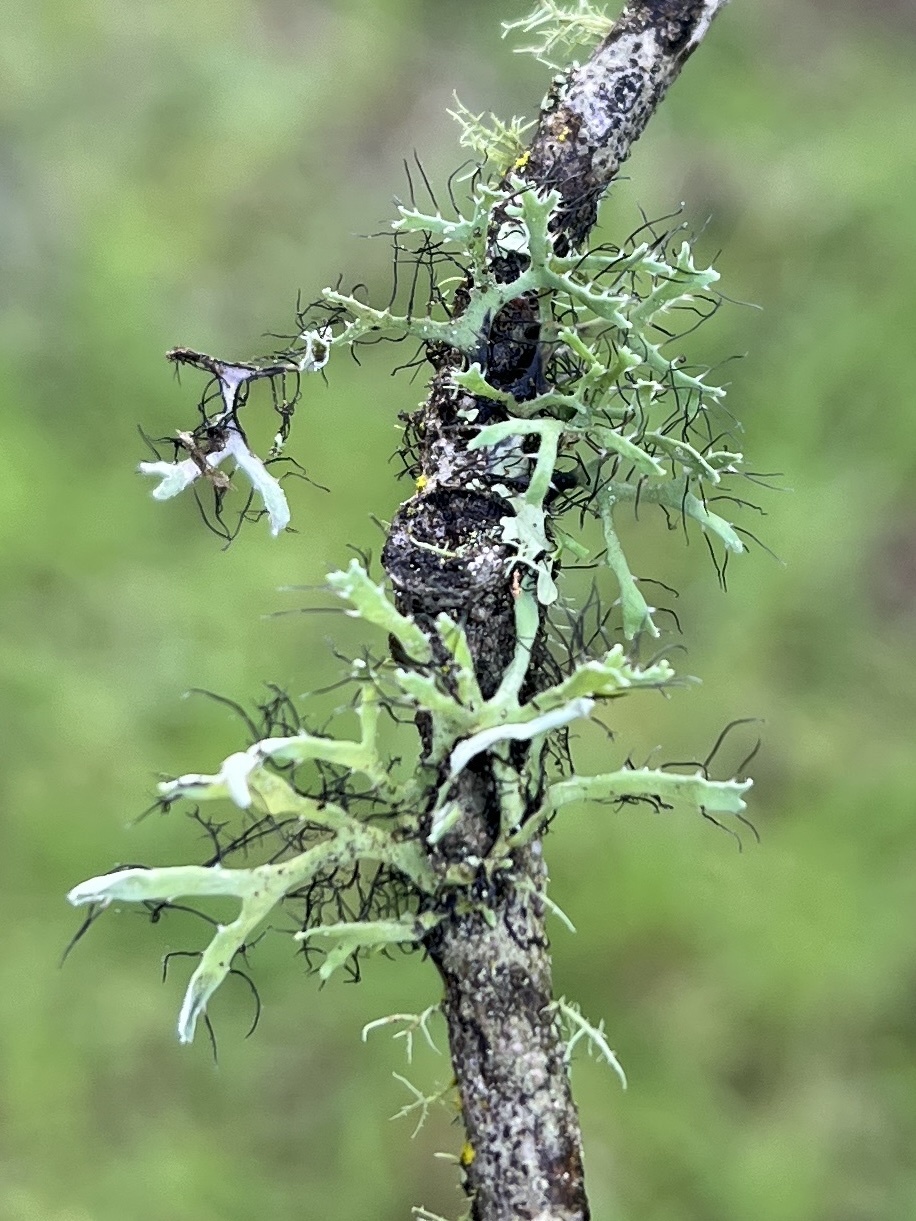 Leucodermia leucomelos (L.) Kalb