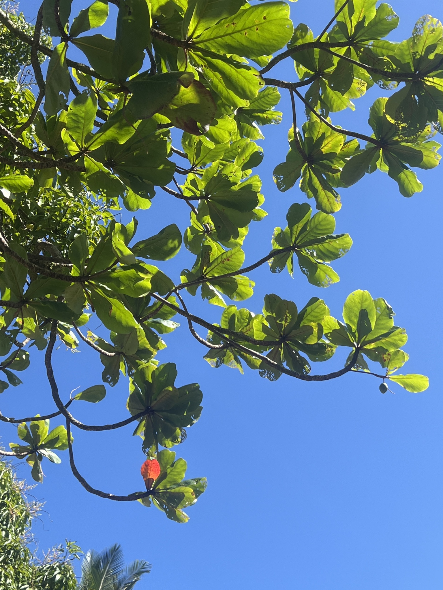 Terminalia catappa L.