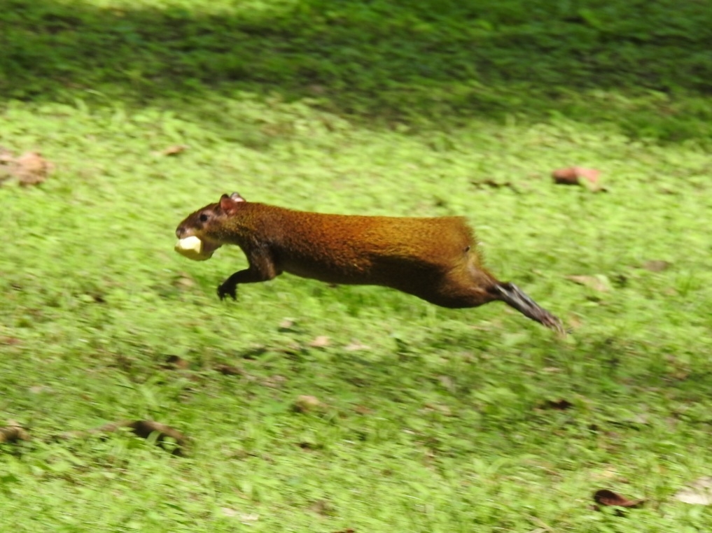 Dasyprocta Illiger, 1811