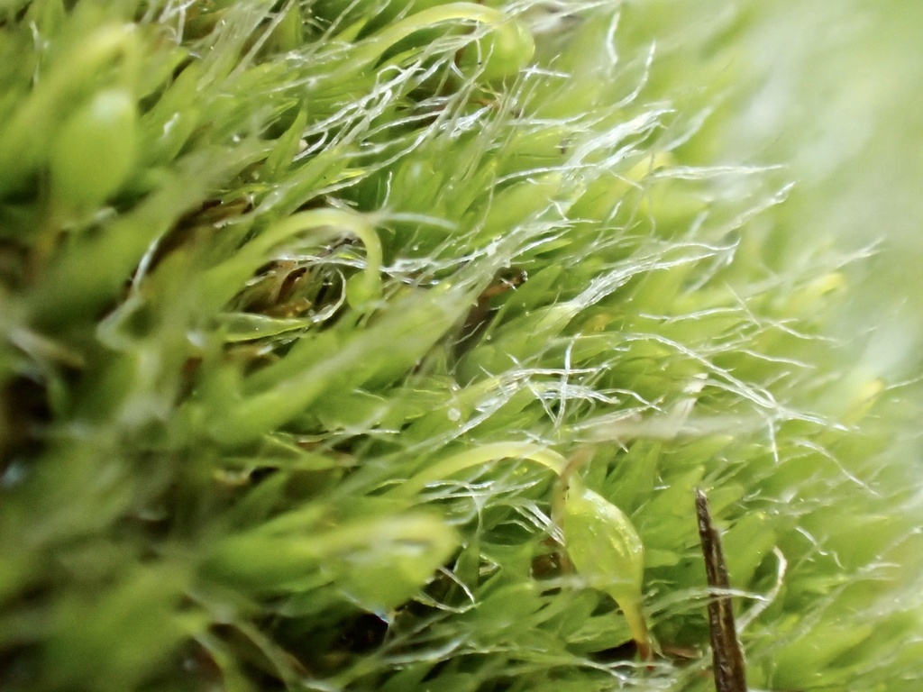 Grey-cushioned Grimmia from Cleveland National Forest, Silverado, CA ...