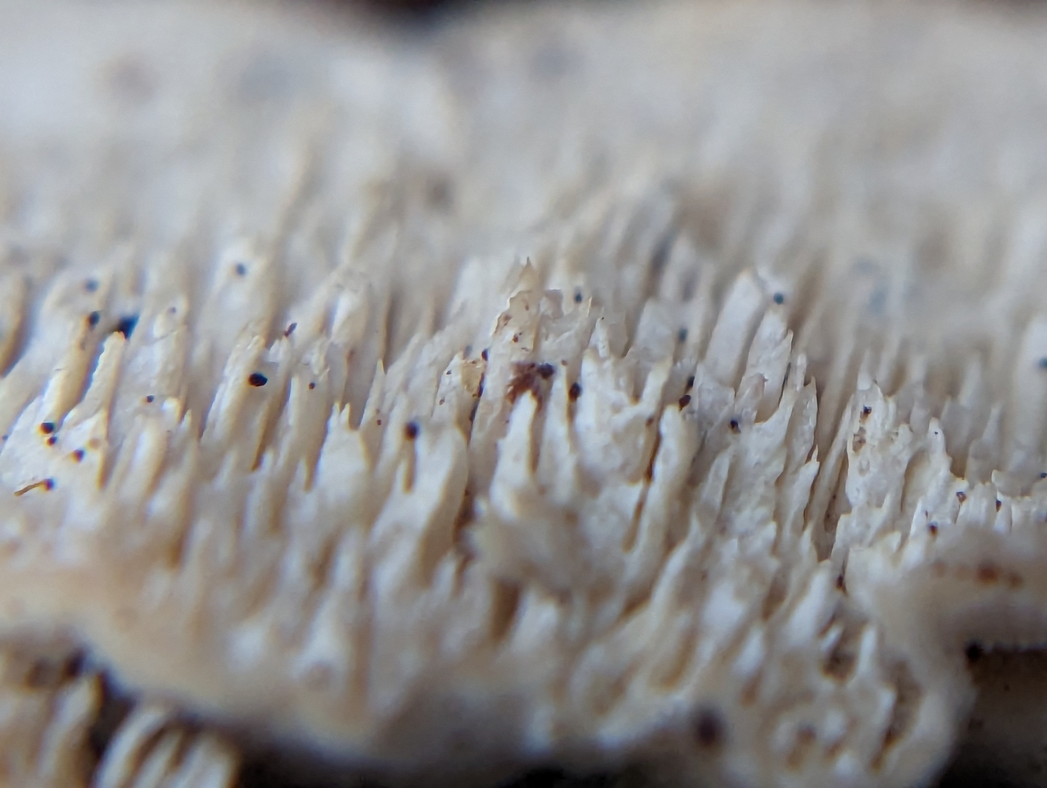 Irpex lacteus (Fr.) Fr.