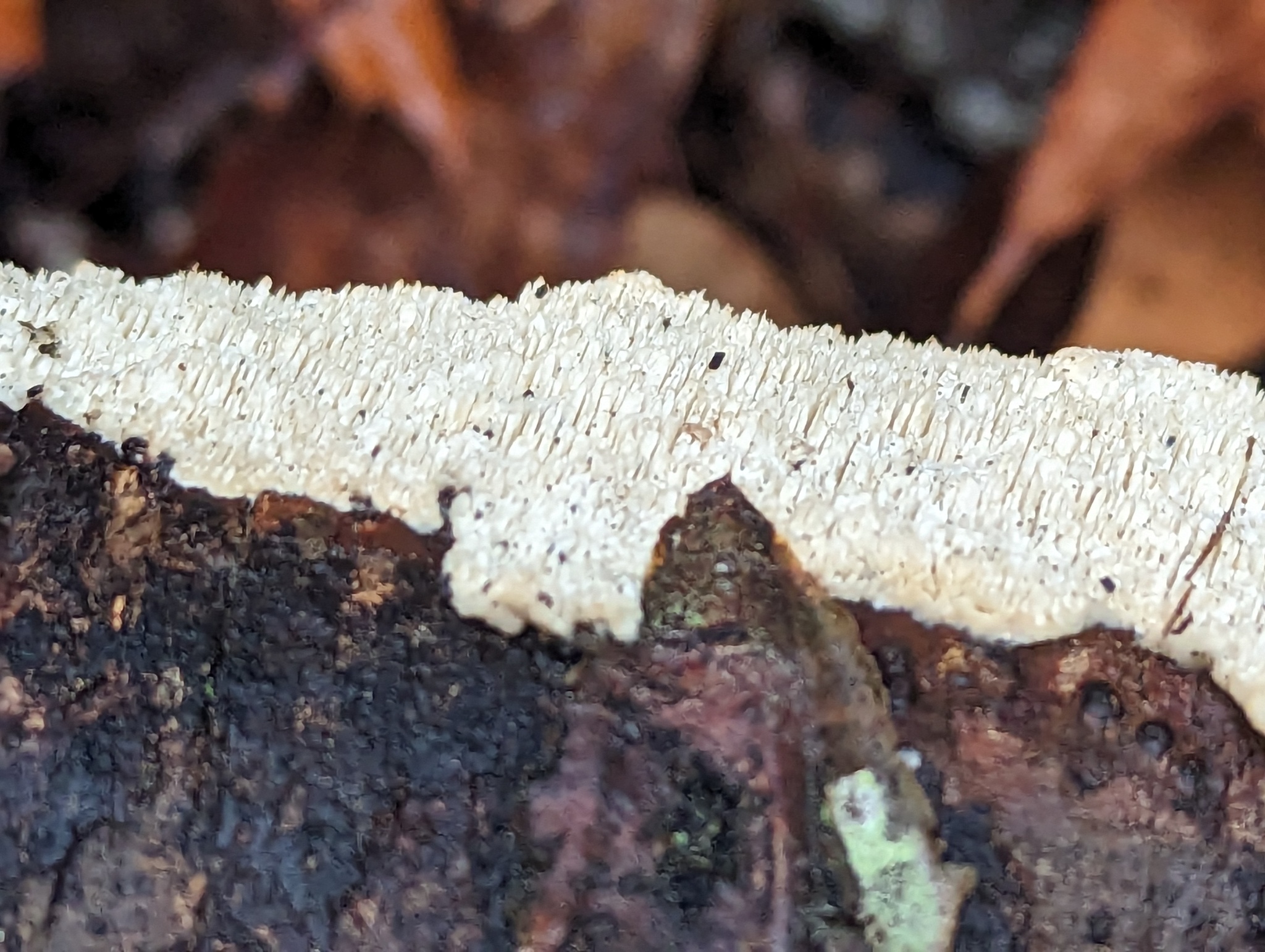 Irpex lacteus (Fr.) Fr.