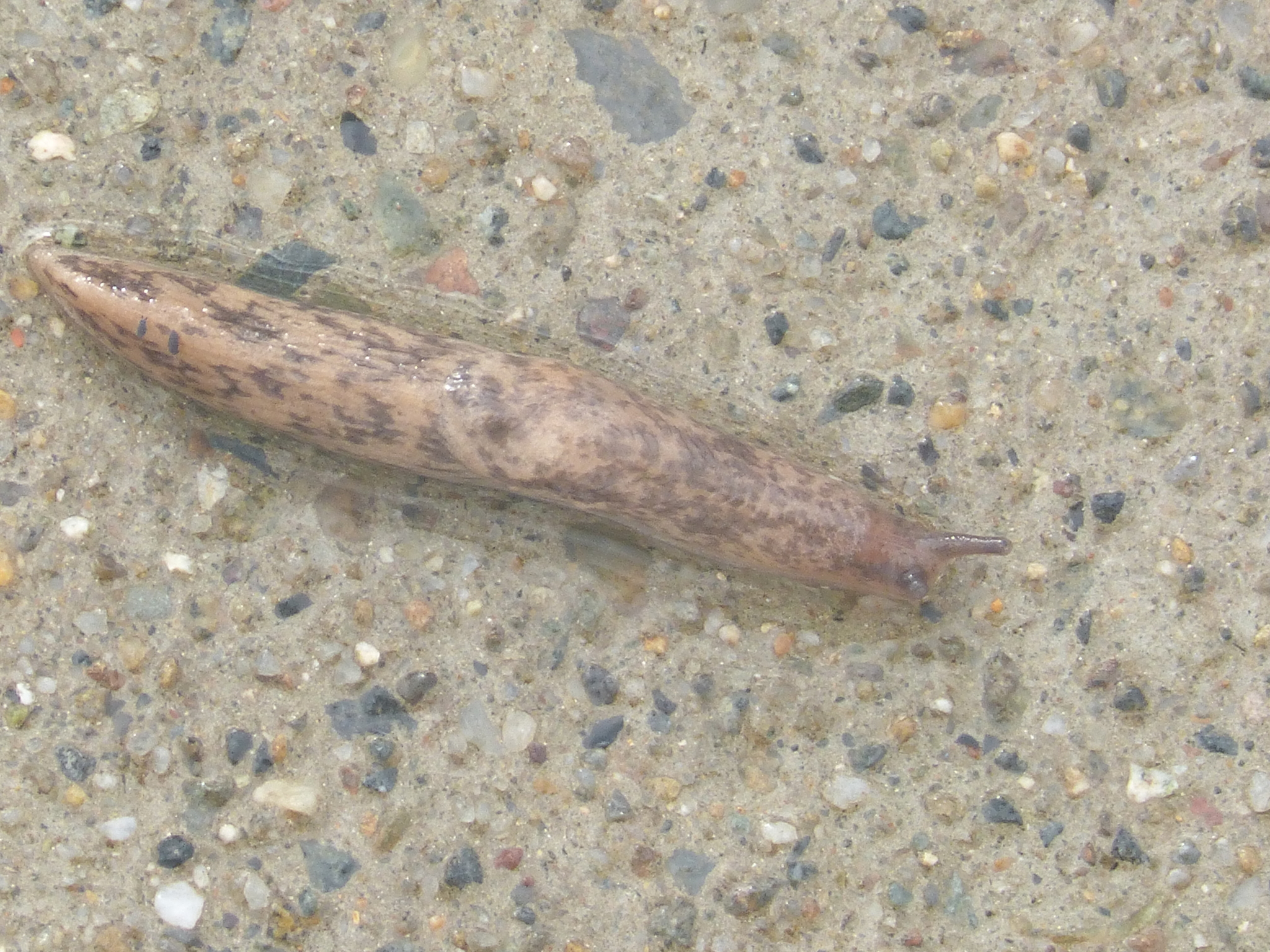 Deroceras reticulatum (O.F.Müller, 1774)