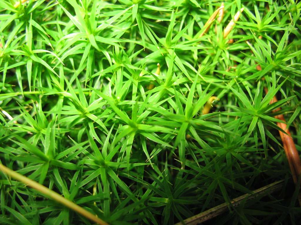 Polytrichum formosum (The Hedgecourt Nature Reserve's Common Plants ...
