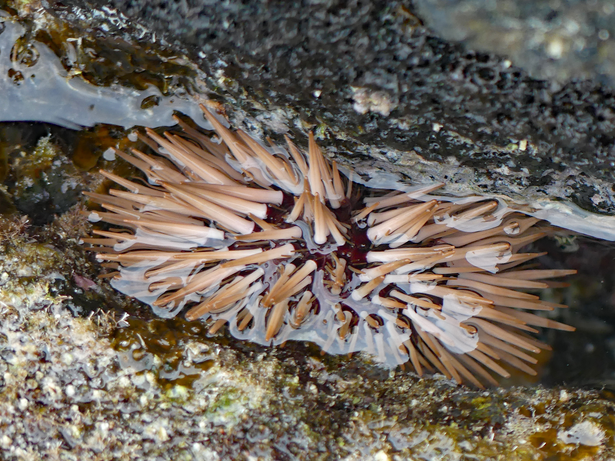 Echinometra mathaei (Blainville, 1825)