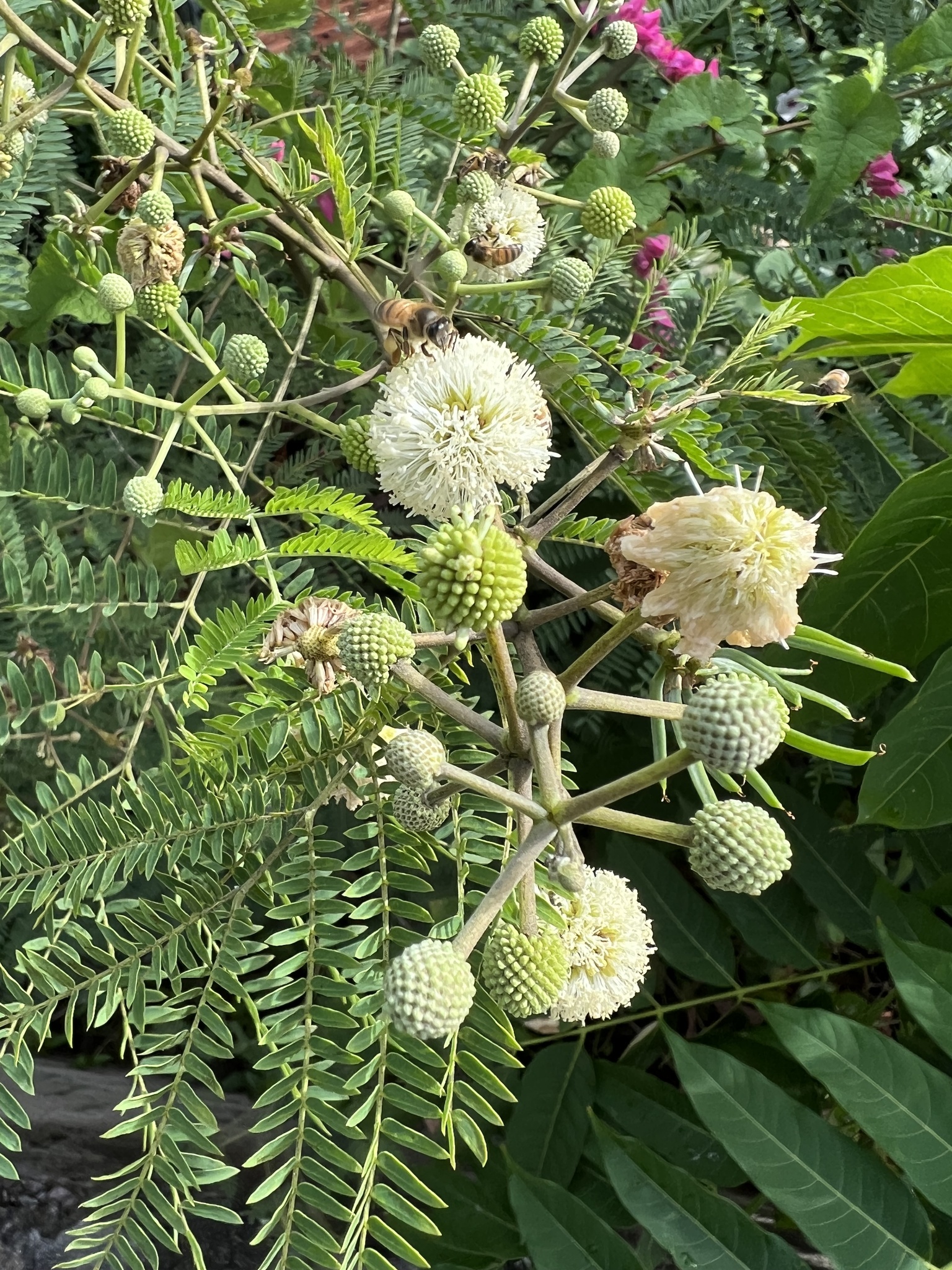 Leucaena leucocephala (Lam.) de Wit