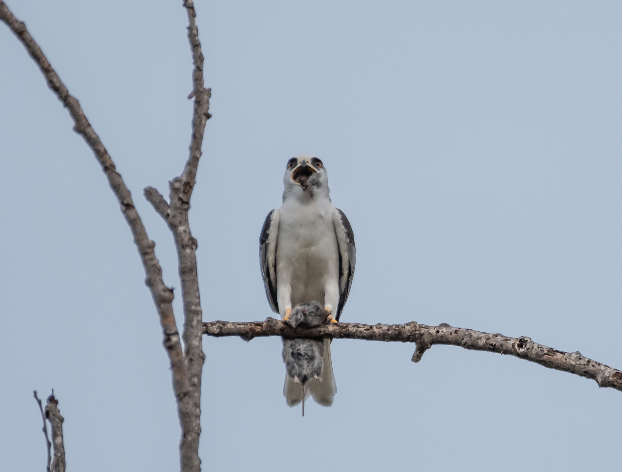 Elanus leucurus (Vieillot, 1818)