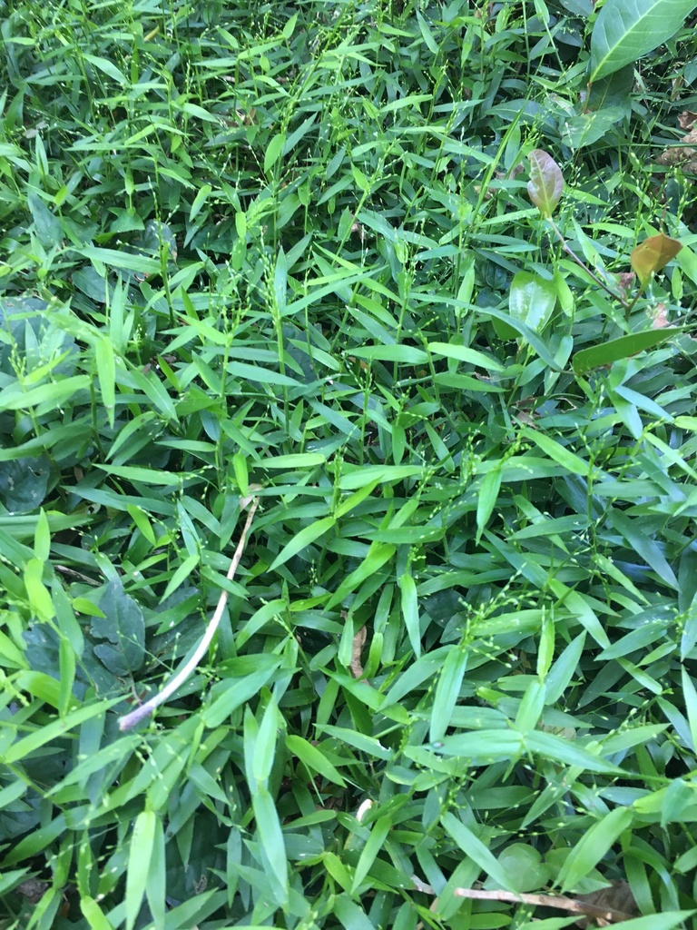 Ottochloa gracillima in January 2023 by kmackau · iNaturalist