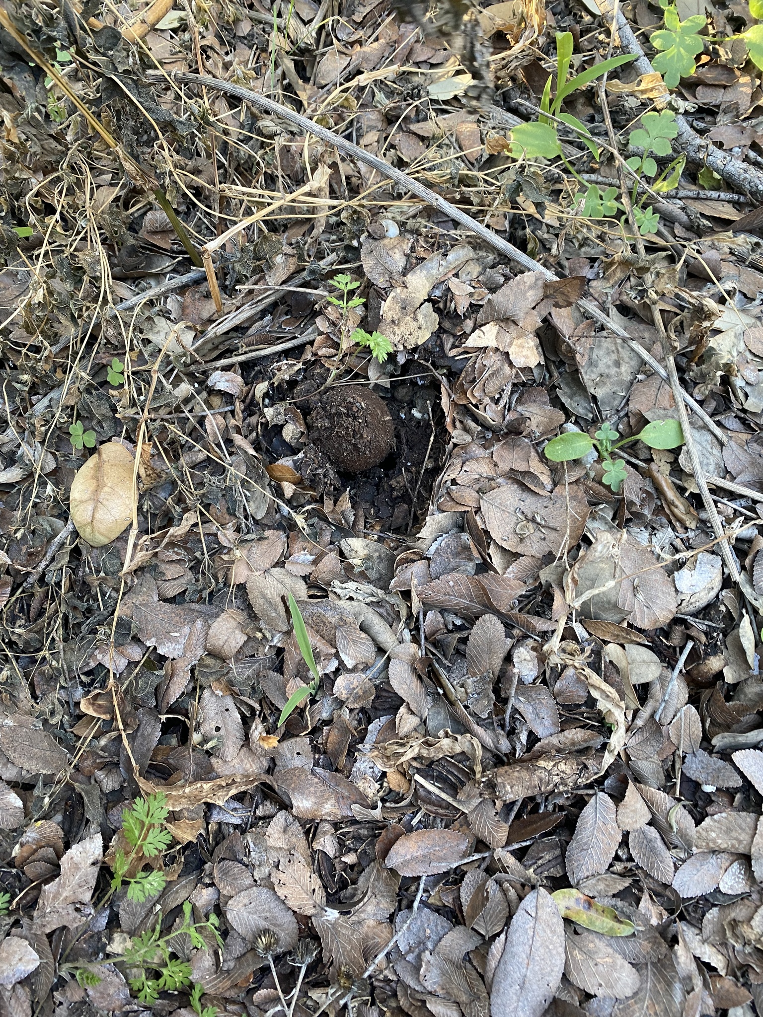 Chorioactis geaster (Peck) Kupfer ex Eckblad