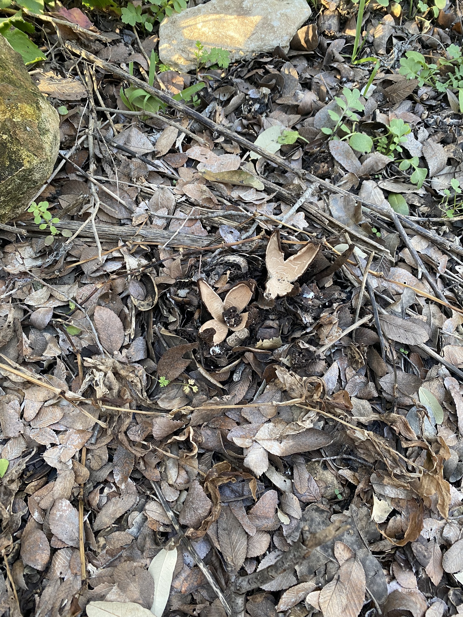 Chorioactis geaster (Peck) Kupfer ex Eckblad