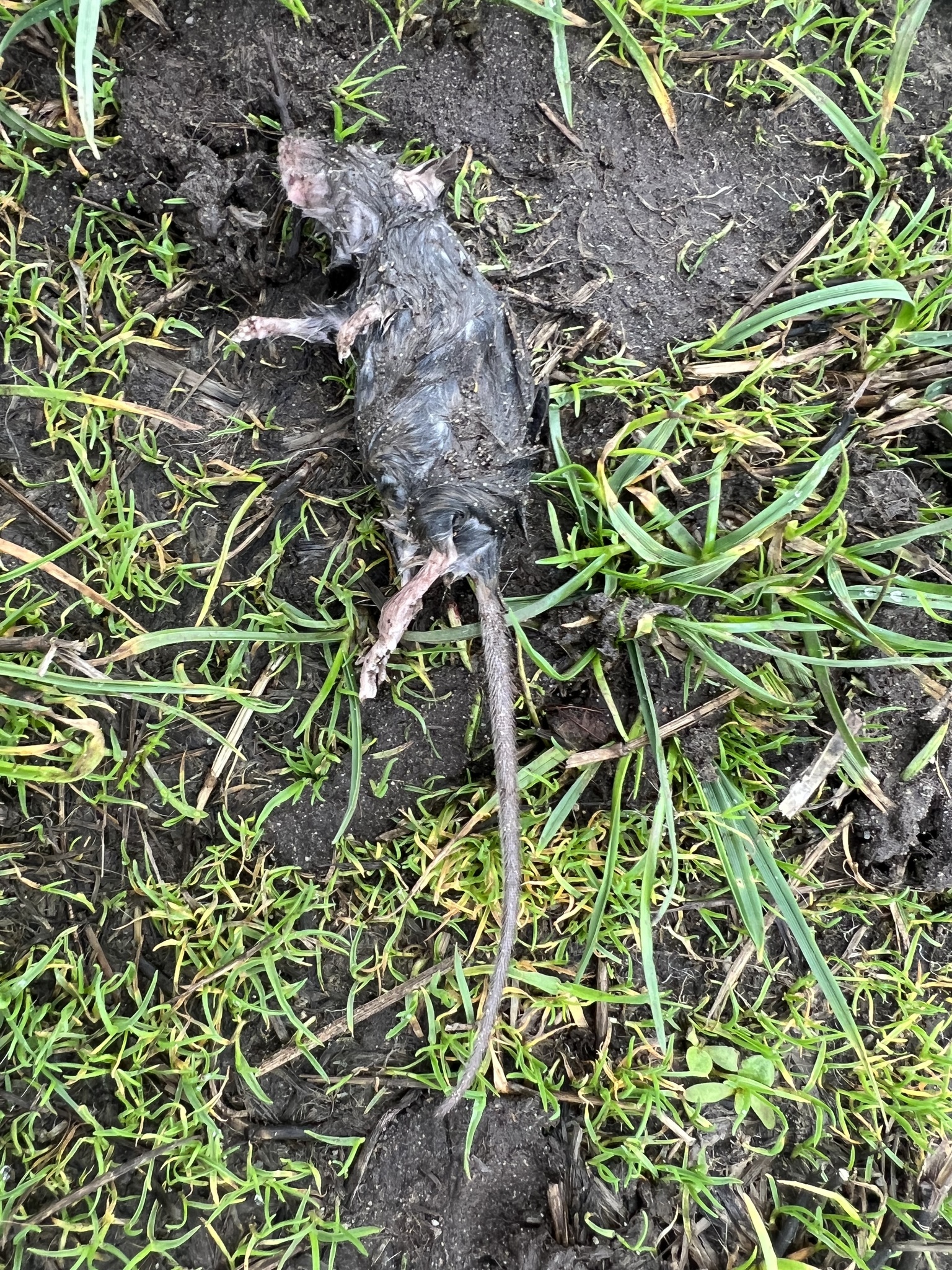 Rattus rattus (Linnaeus, 1758)