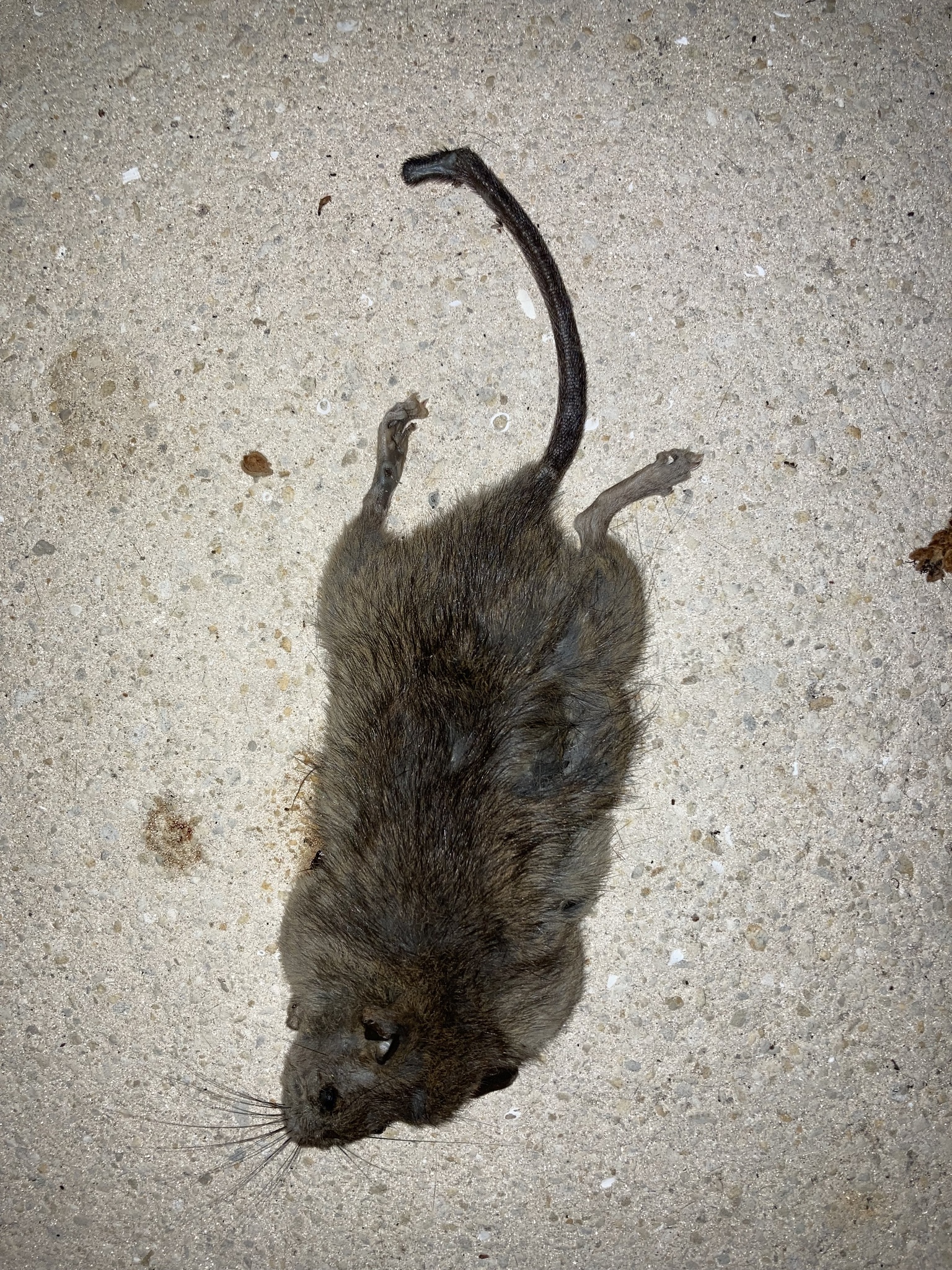 Rattus rattus (Linnaeus, 1758)