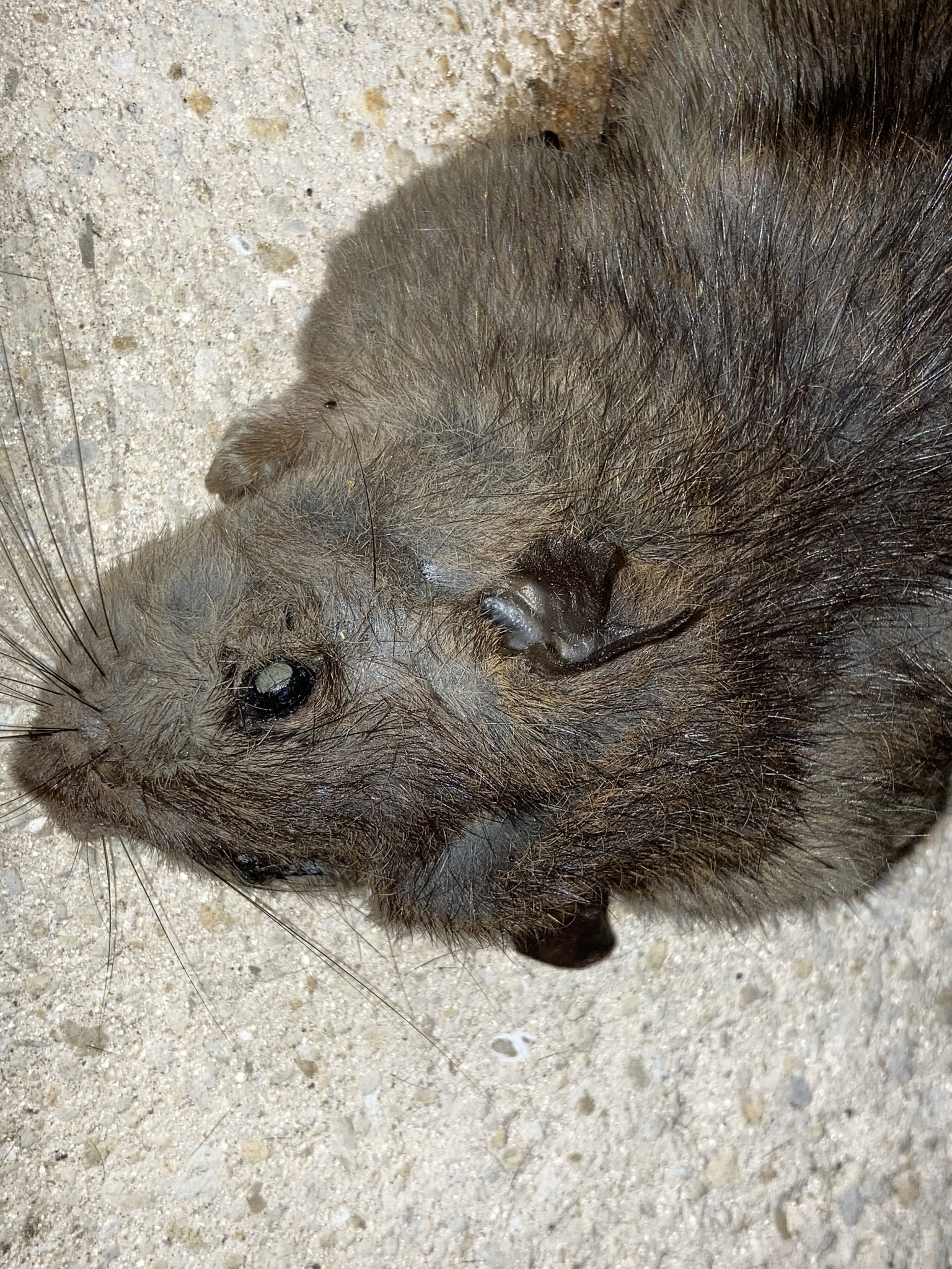 Rattus rattus (Linnaeus, 1758)