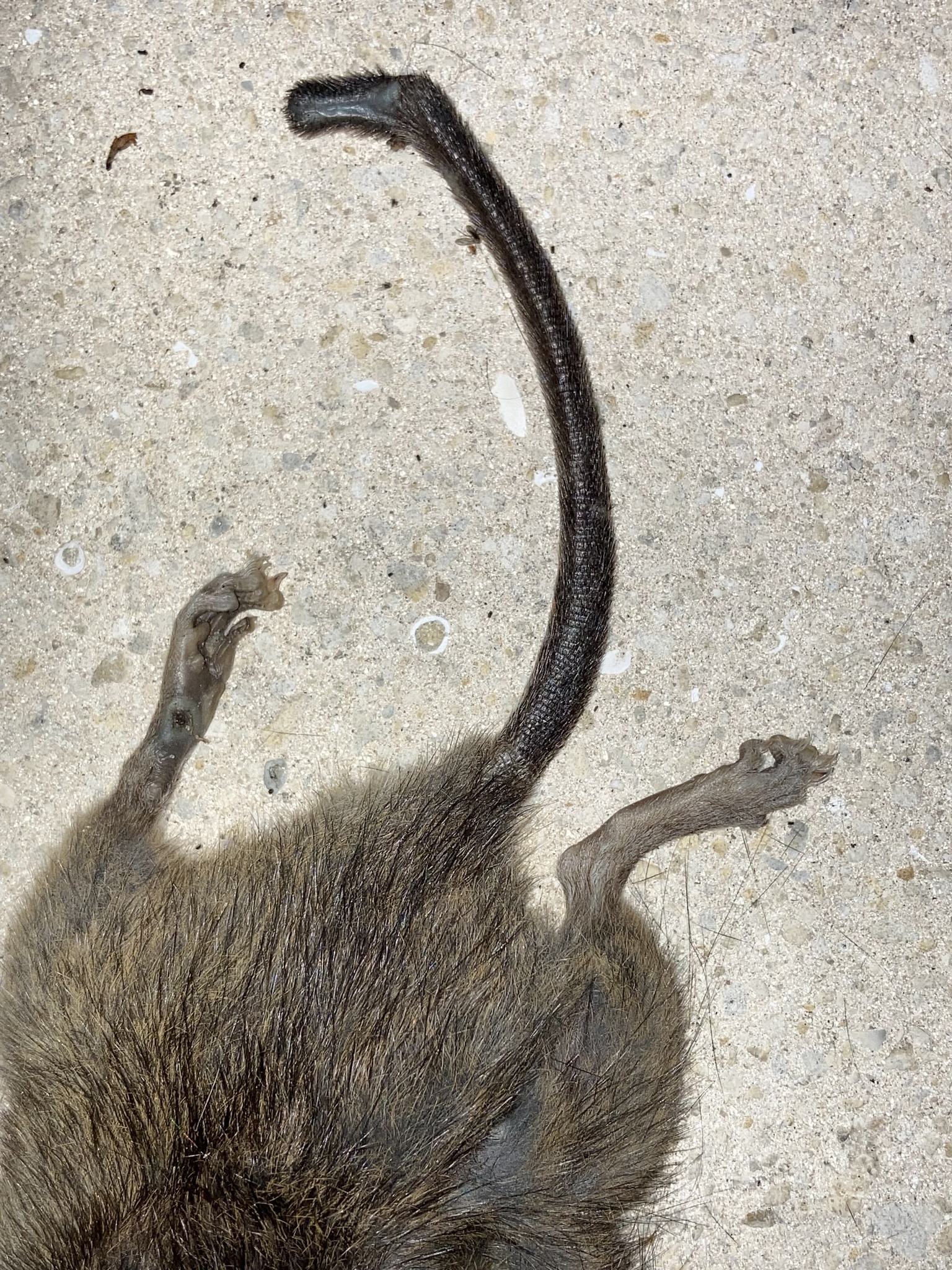 Rattus rattus (Linnaeus, 1758)