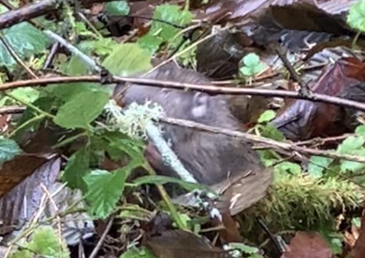 Aplodontia rufa (Rafinesque, 1817)