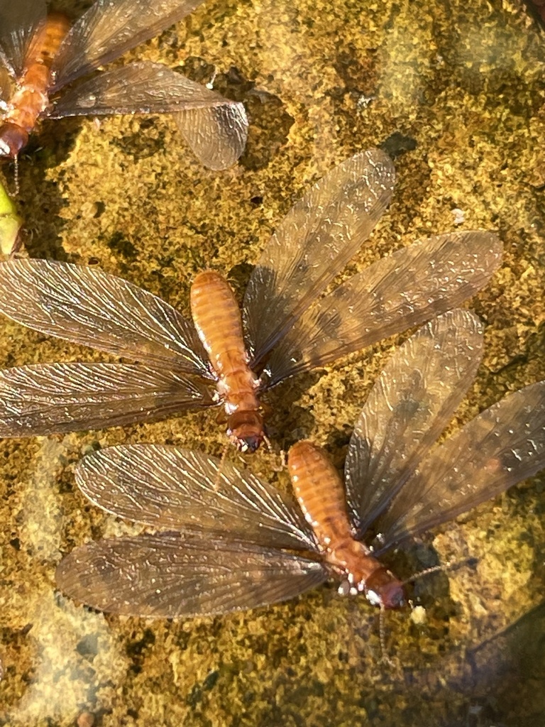 Australian Dampwood Termite from Boundary Tk E, Frankston South, VIC ...