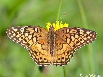 Variegated Fritillary from Riis Park, Queens, NY, USA on October 11 ...