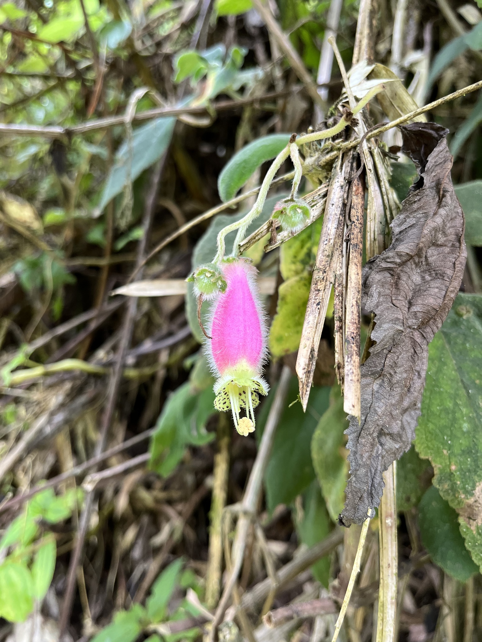 Gesneriaceae