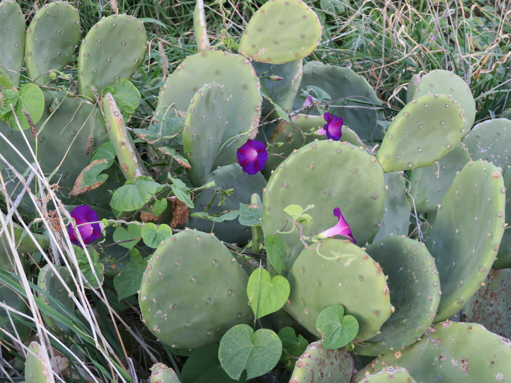 Indian fig opuntia from Ribeira Brava, 9350, Portugal on January 09 ...