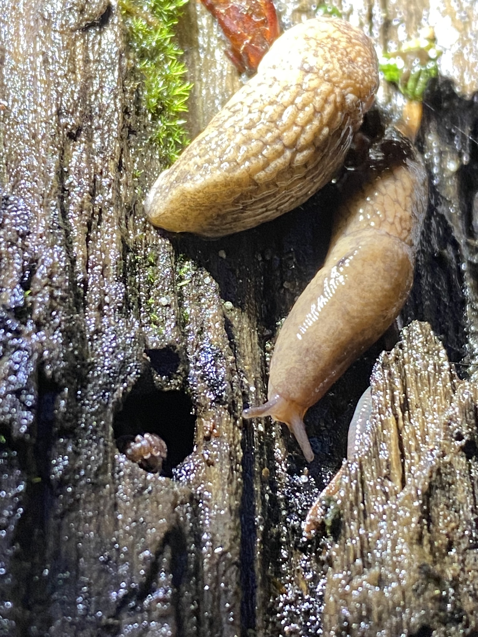 Deroceras reticulatum (O.F.Müller, 1774)