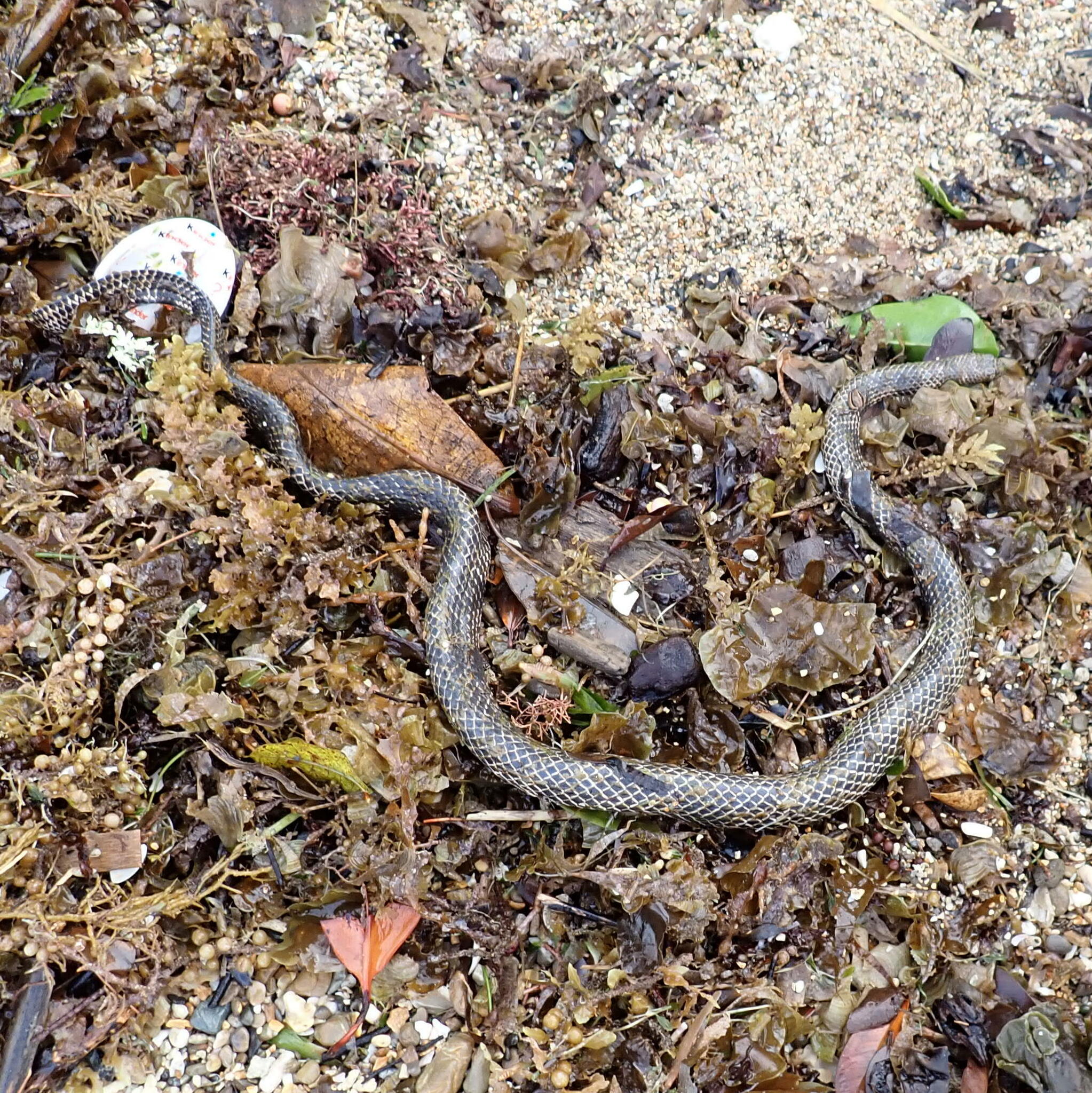 Aipysurus duboisii Bavay, 1869