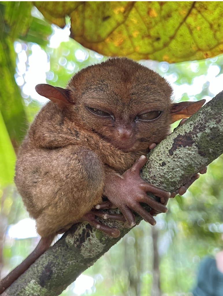 Philippine Tarsier (Carlito syrichta) - Know Your Mammals