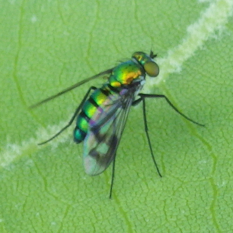 Condylostylus occidentalis from Airway Heights, WA, USA on July 10 ...