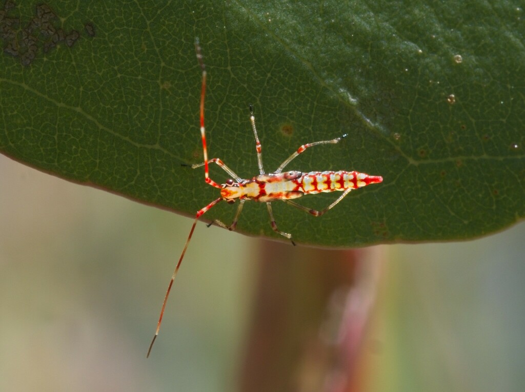 Rayieria basifer from Cardinia - North, Victoria, Australia on January ...