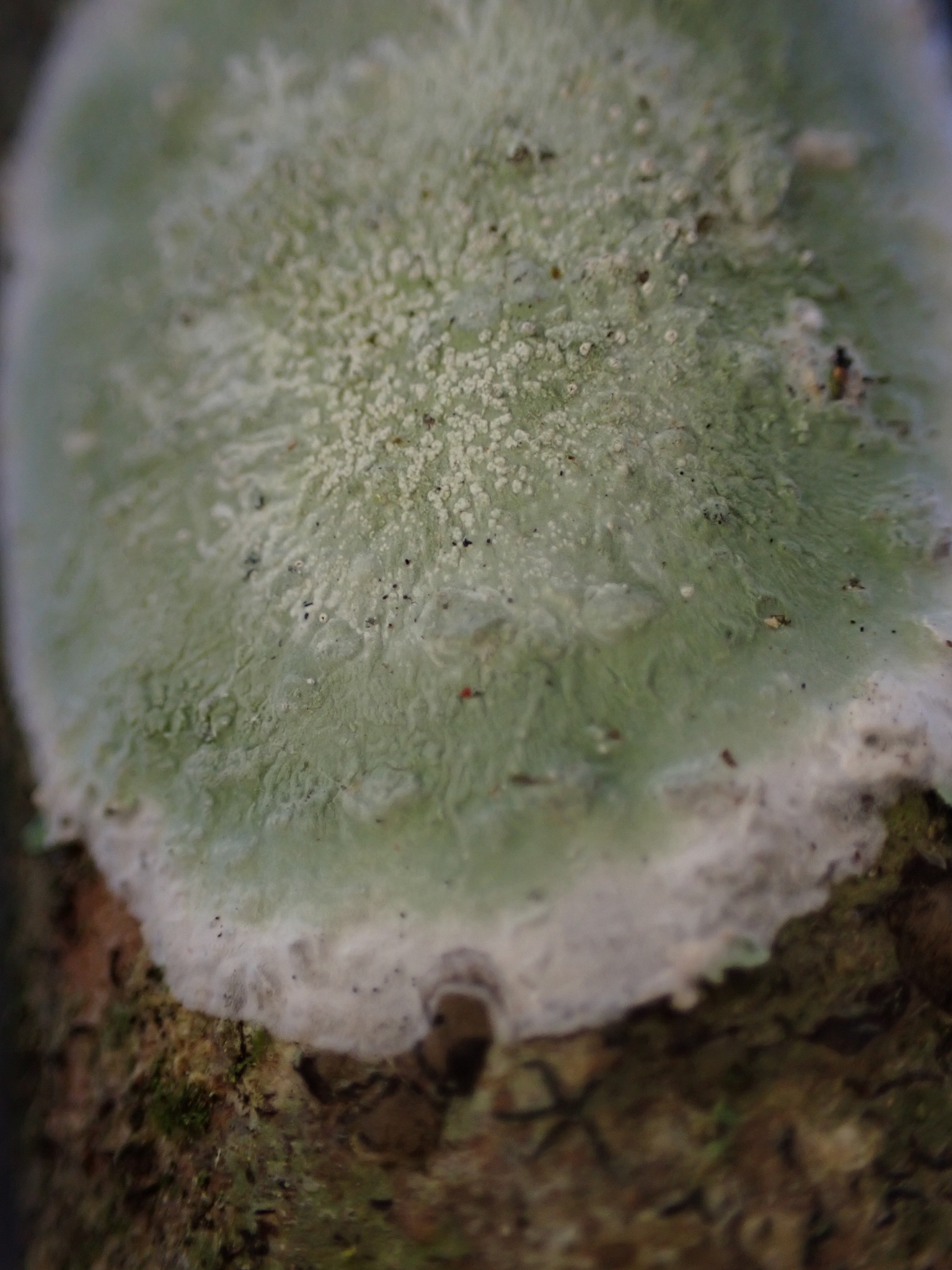 Cryptothecia striata G.Thor