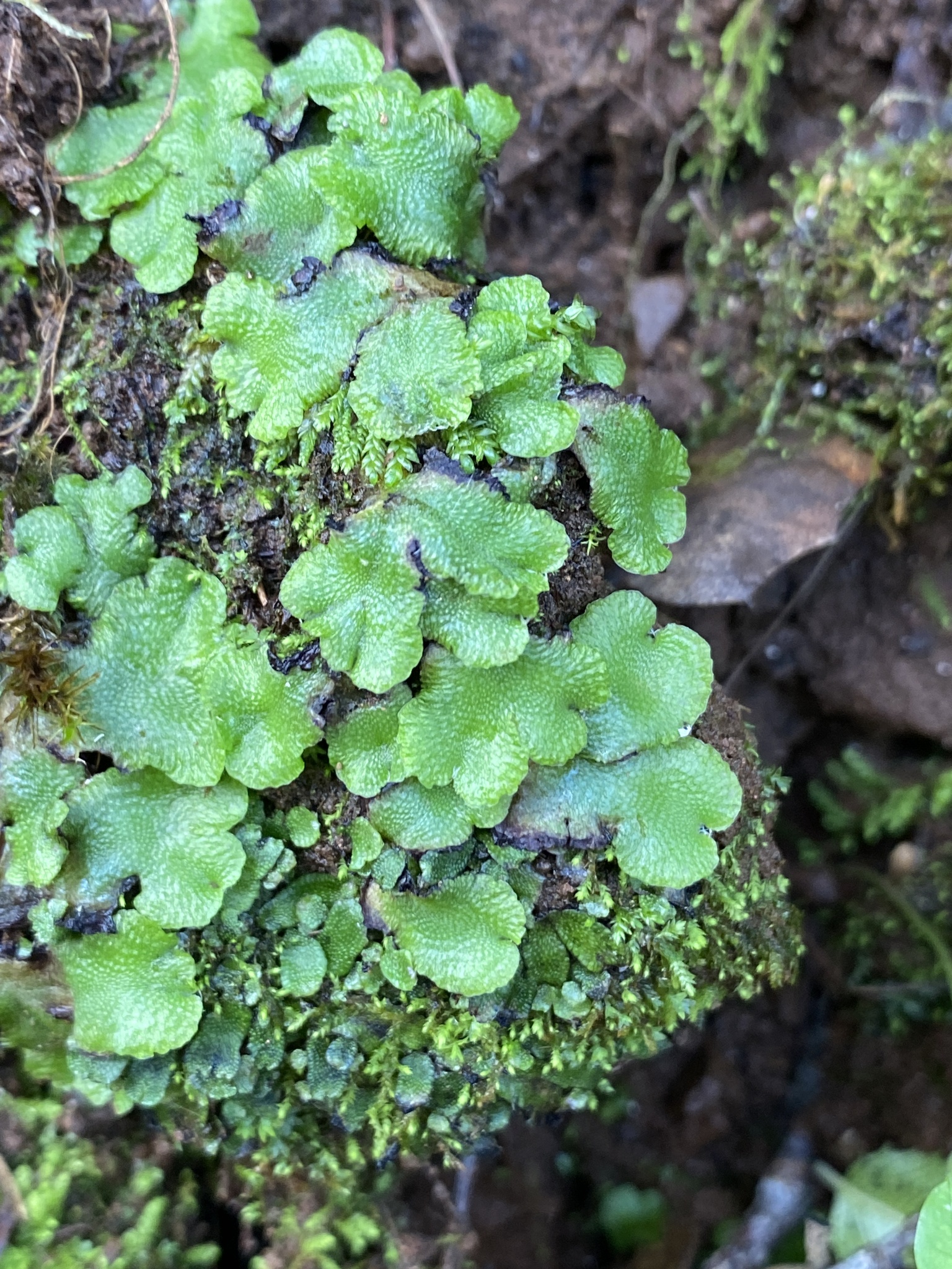 Asterella californica (Hampe ex Austin) Underw.