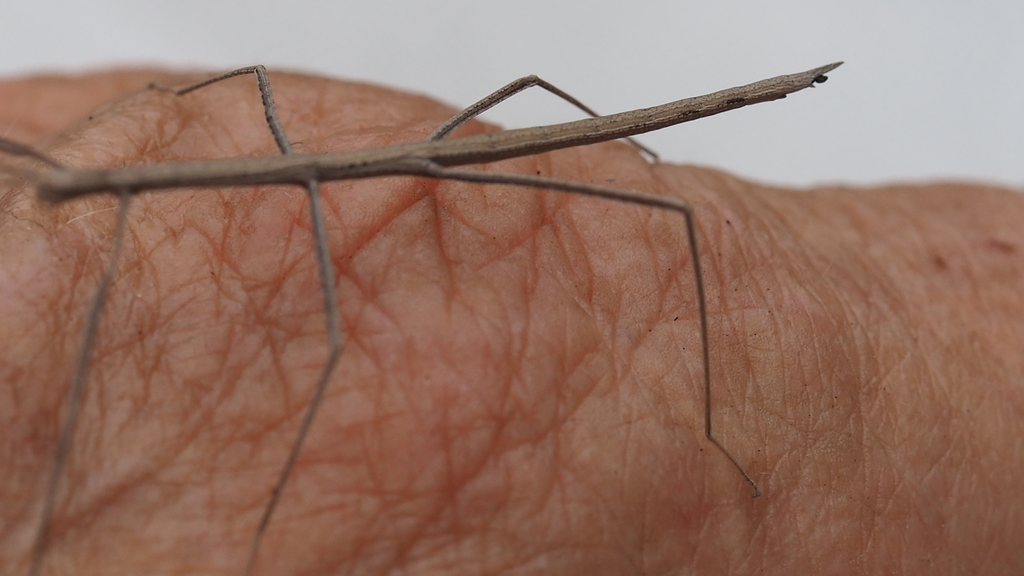 Anareolatae from Walligan QLD 4655, Australia on January 6, 2023 at 10: ...