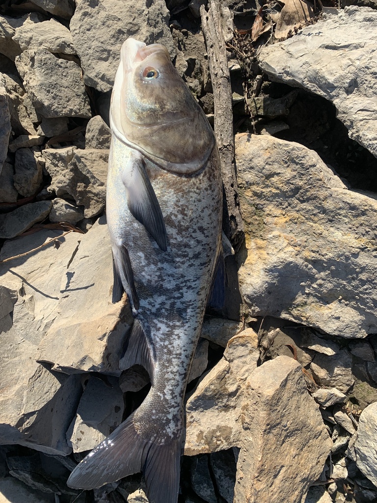 Bighead Carp from Levee Rd, Kansas City, KS, US on January 8, 2023 at ...