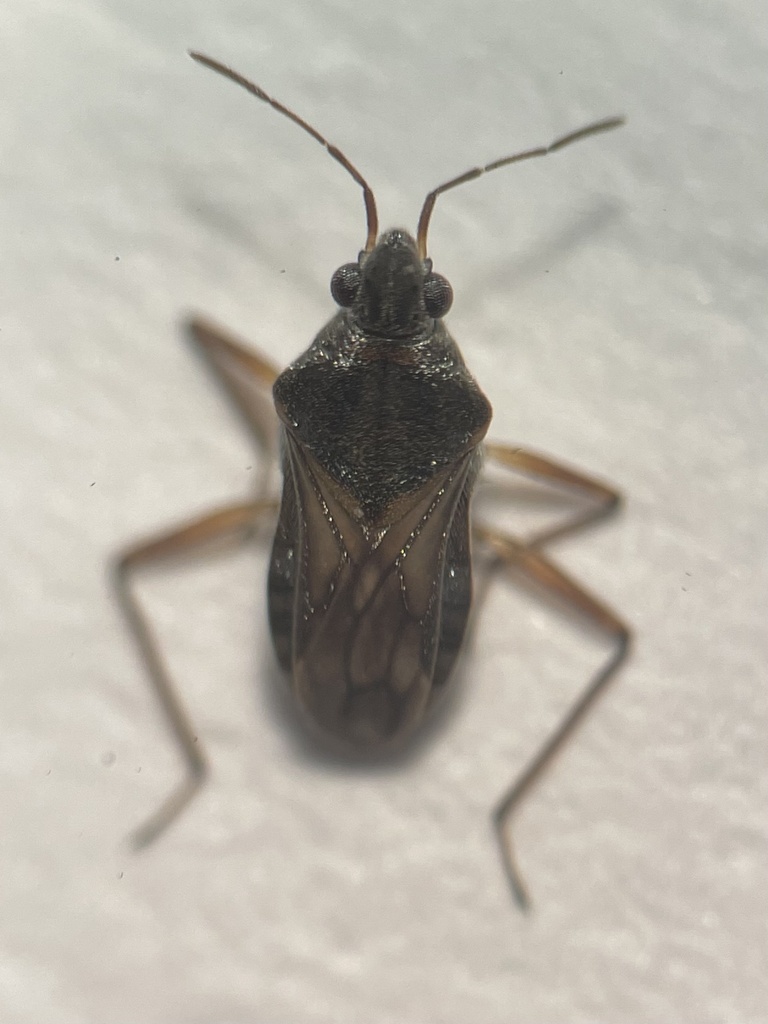 Microvelia in January 2023 by yanez2001. Residential pool · iNaturalist