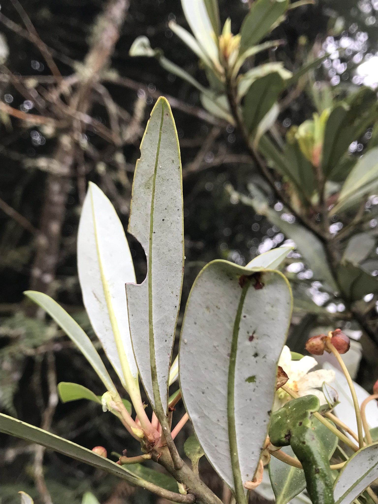 Drimys granadensis L.fil.