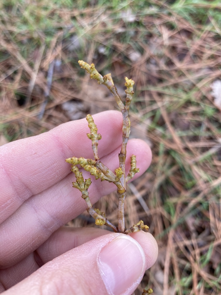 Western Dwarf-Mistletoe from Camino Hills Dr, Camino, CA, US on January ...