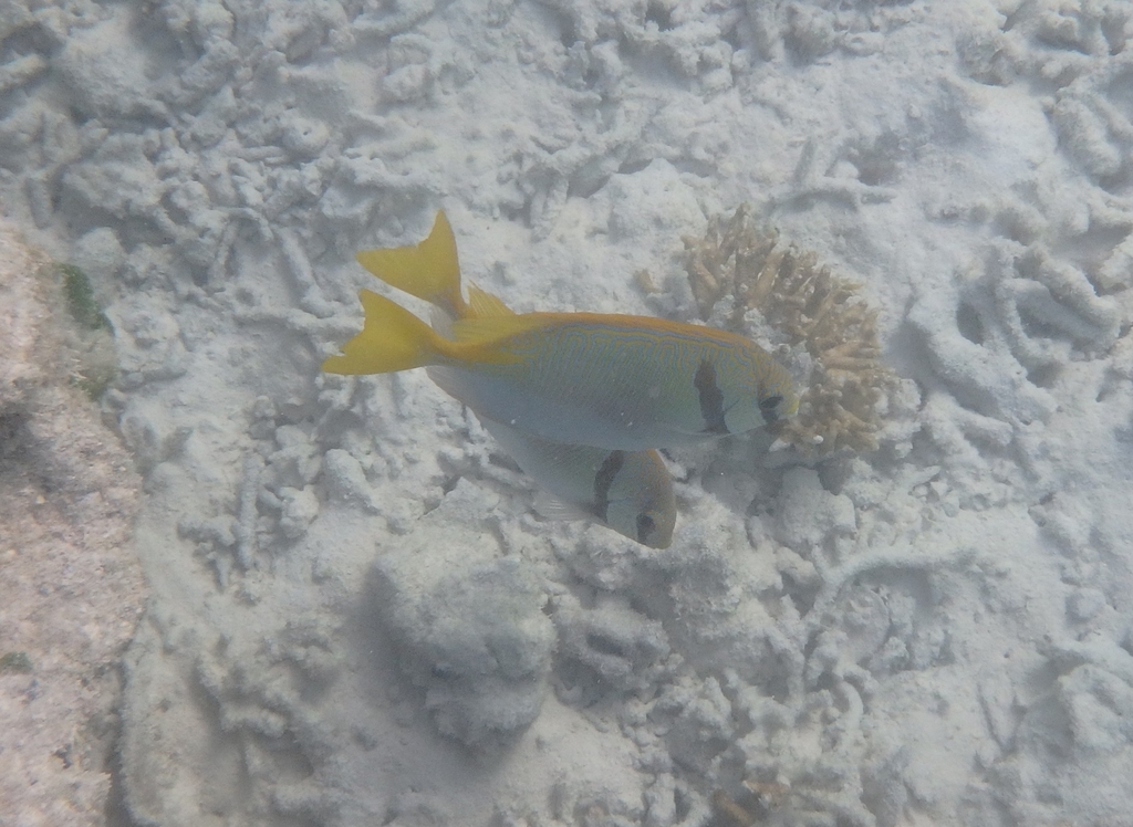 Barred Rabbitfish from Heron Island, QLD 4805, Australia on January 4 ...