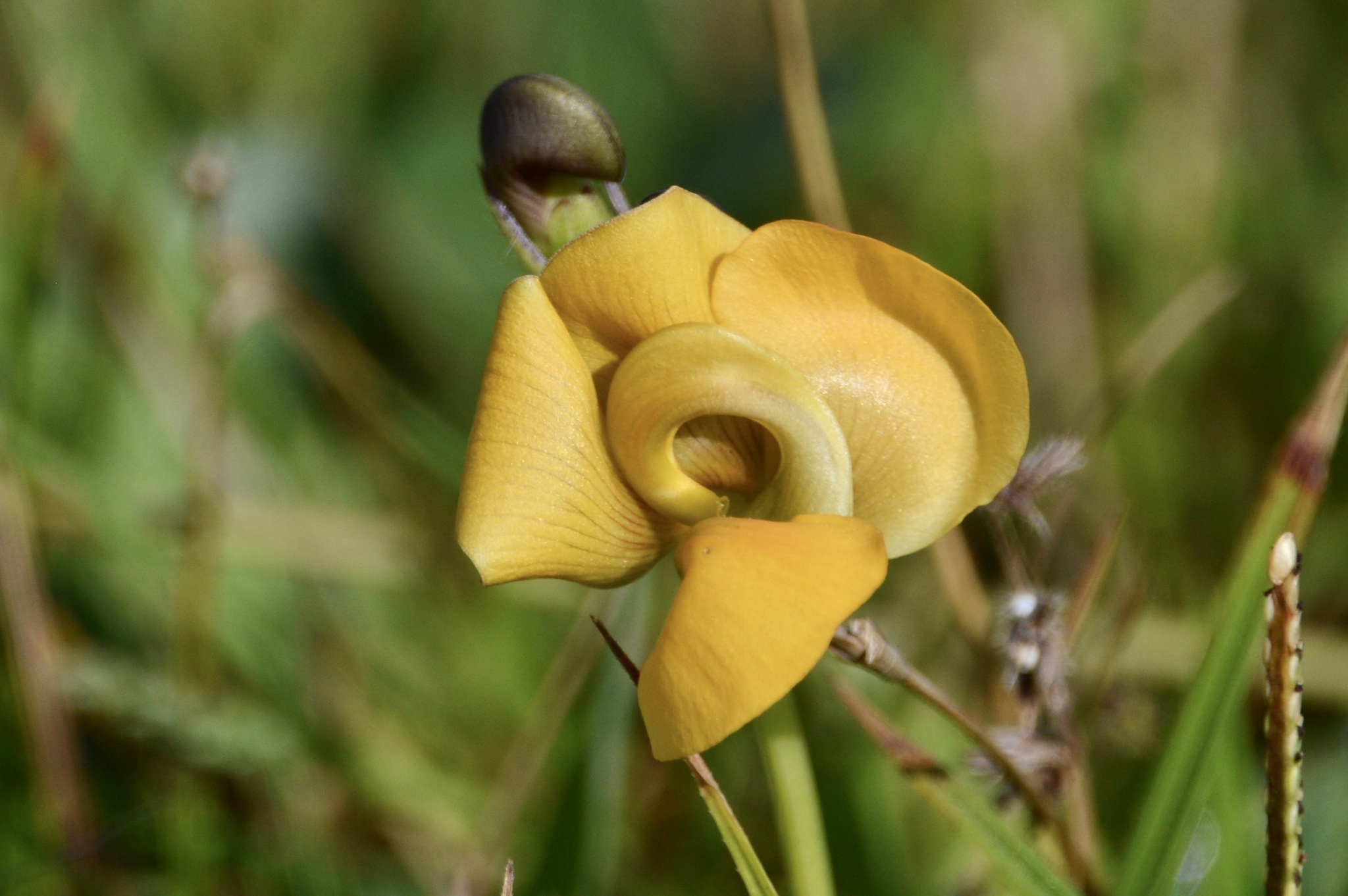 Vigna longifolia (Benth.) Verdc.