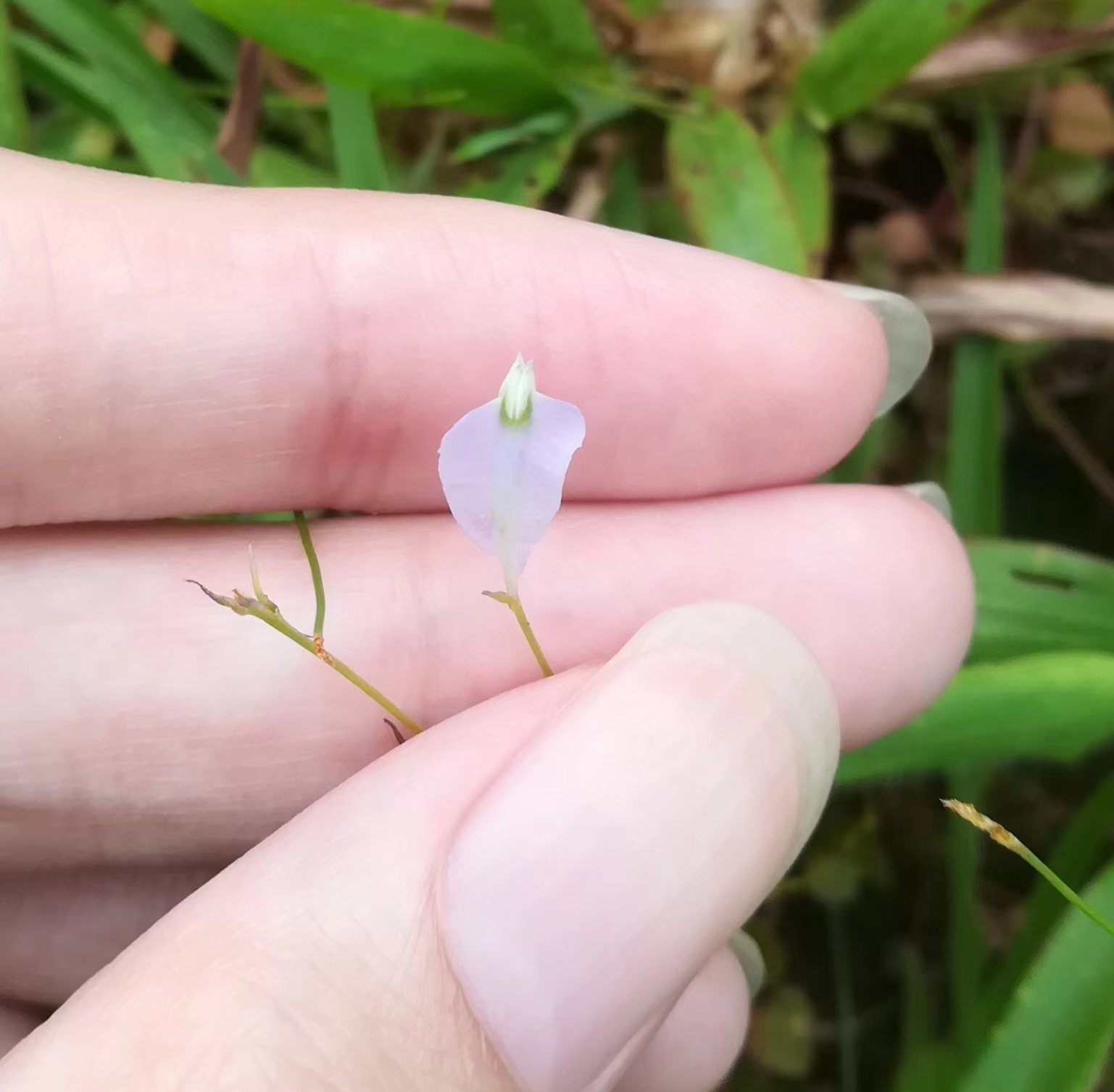 Burmannia coelestis D.Don