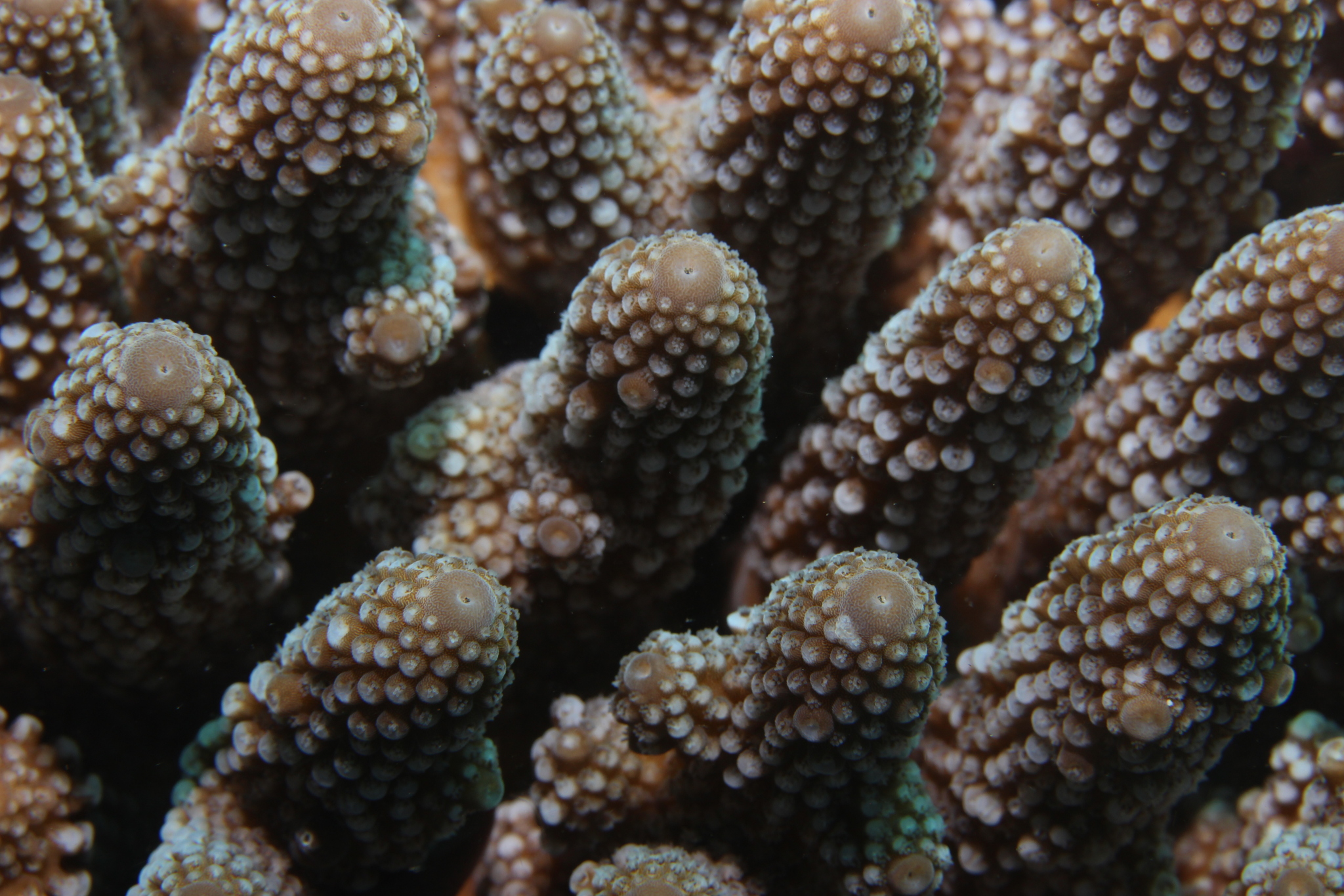 Acropora humilis (Dana, 1846)