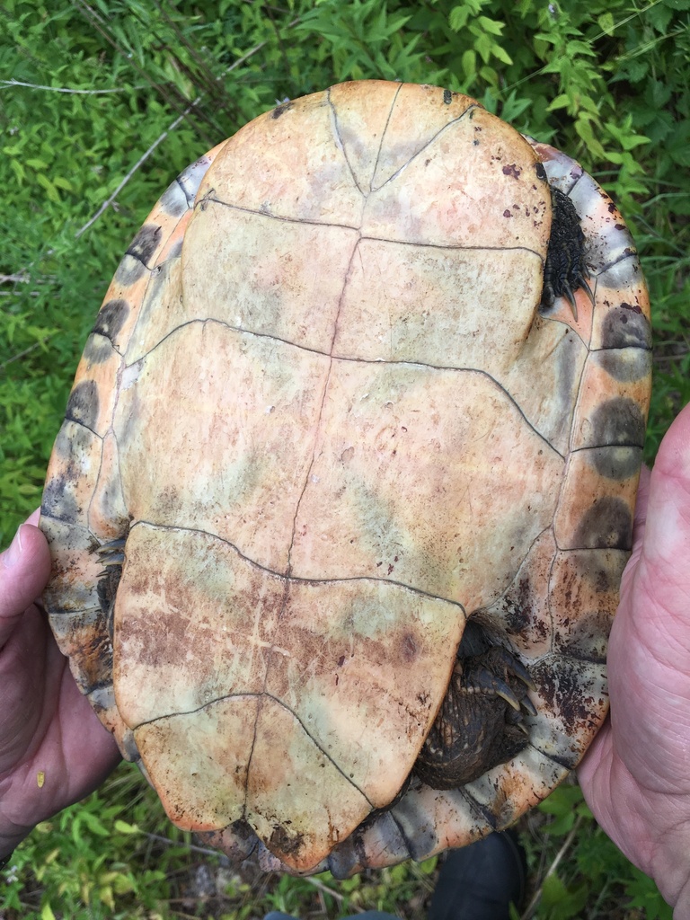 Cooters in July 2019 by smartinbiologist · iNaturalist