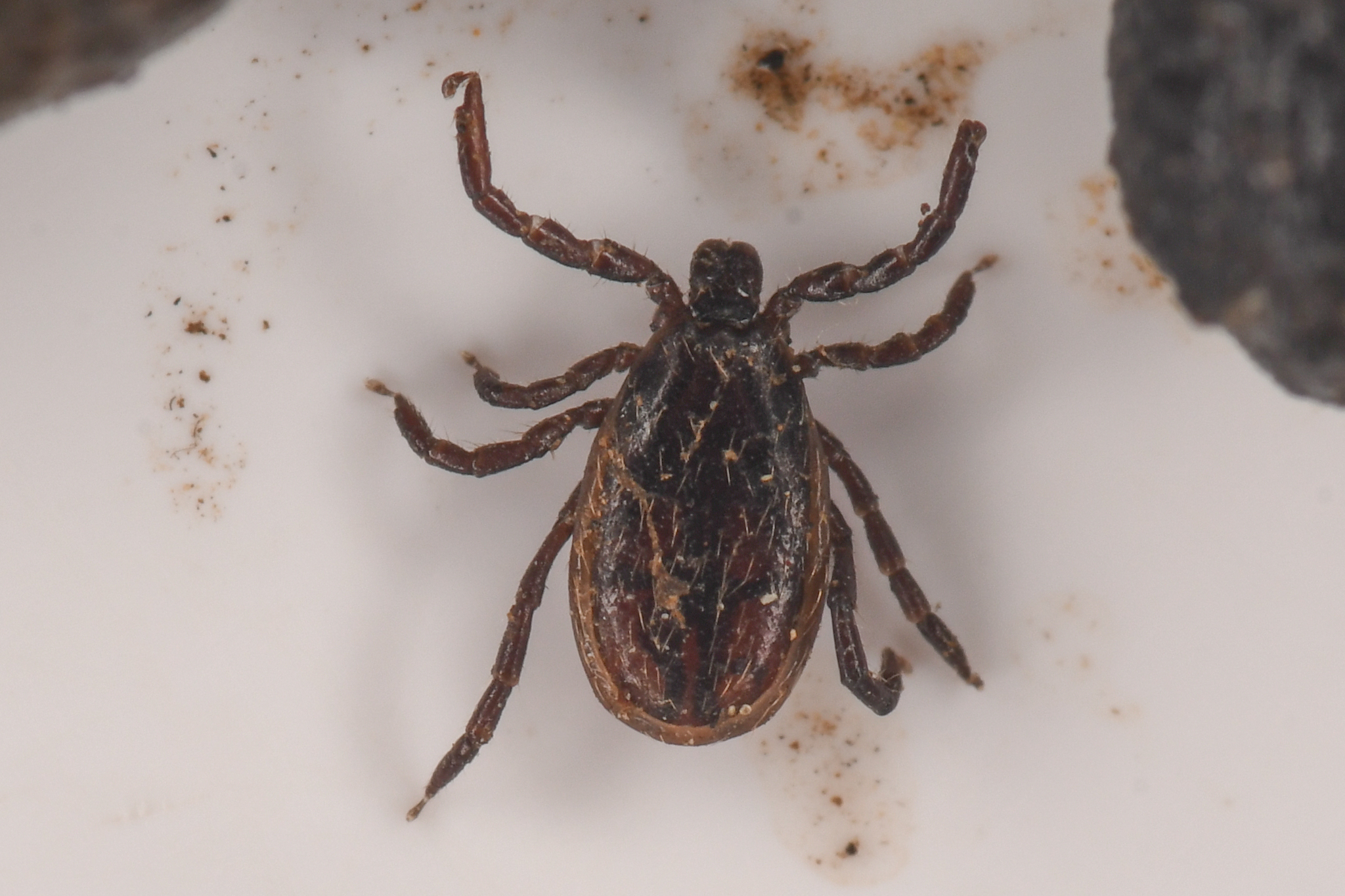Ixodes pacificus Cooley & Kohls, 1943