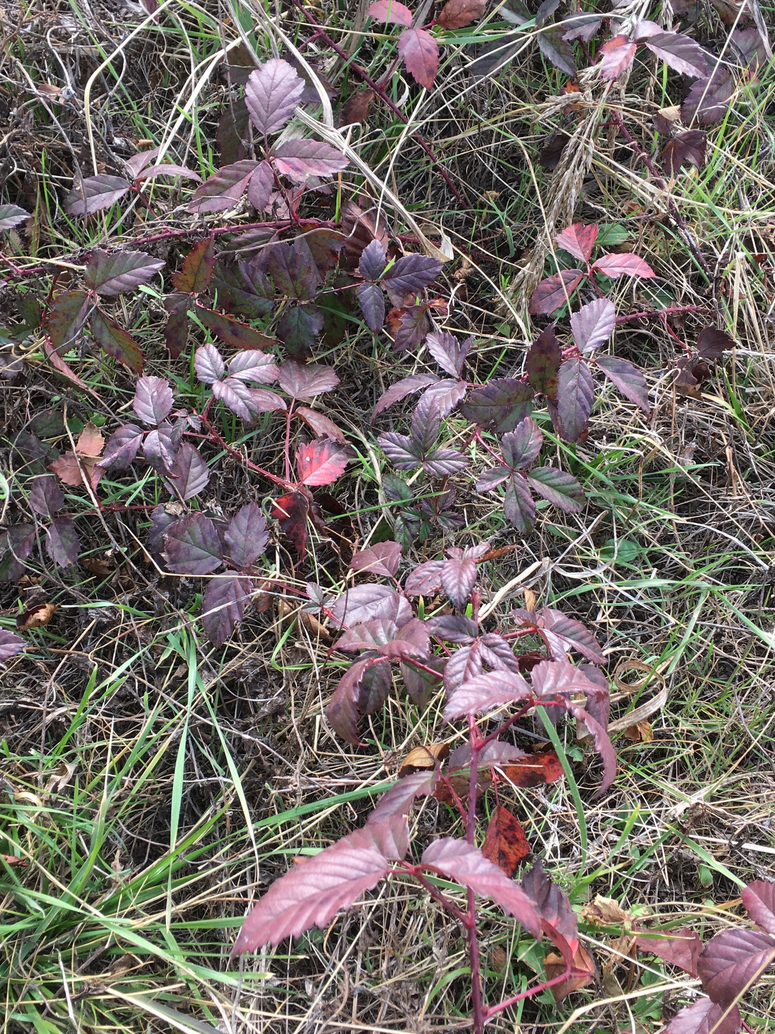 Rubus trivialis Michx.