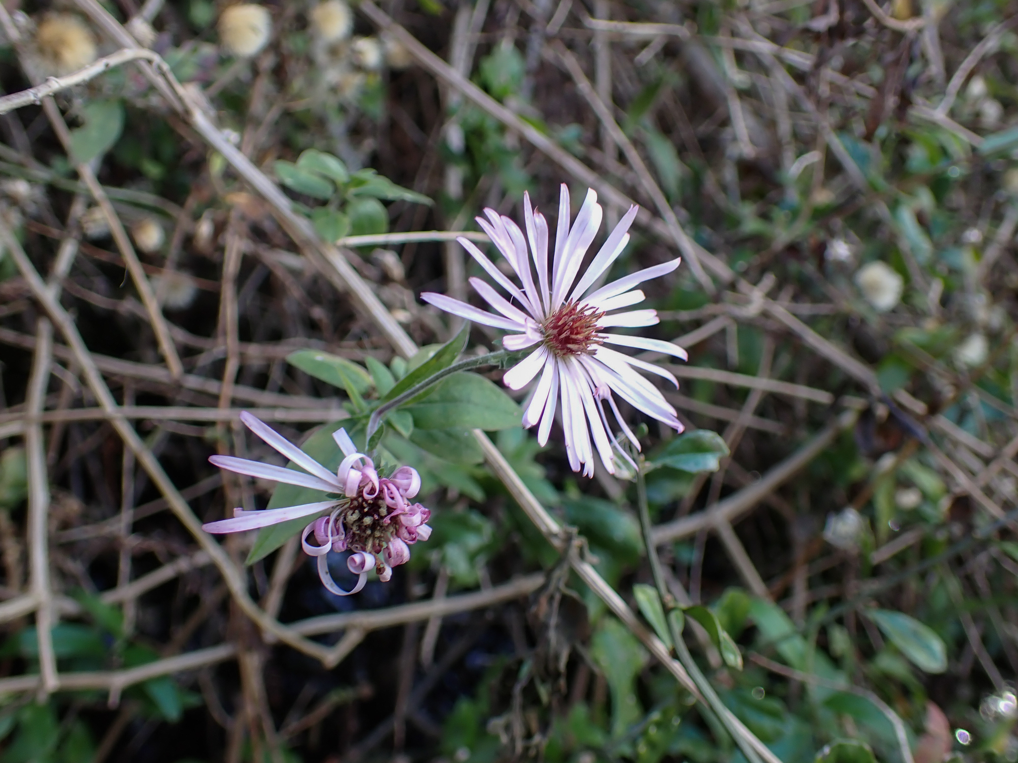 Ampelaster carolinianus (Walter) G.L.Nesom