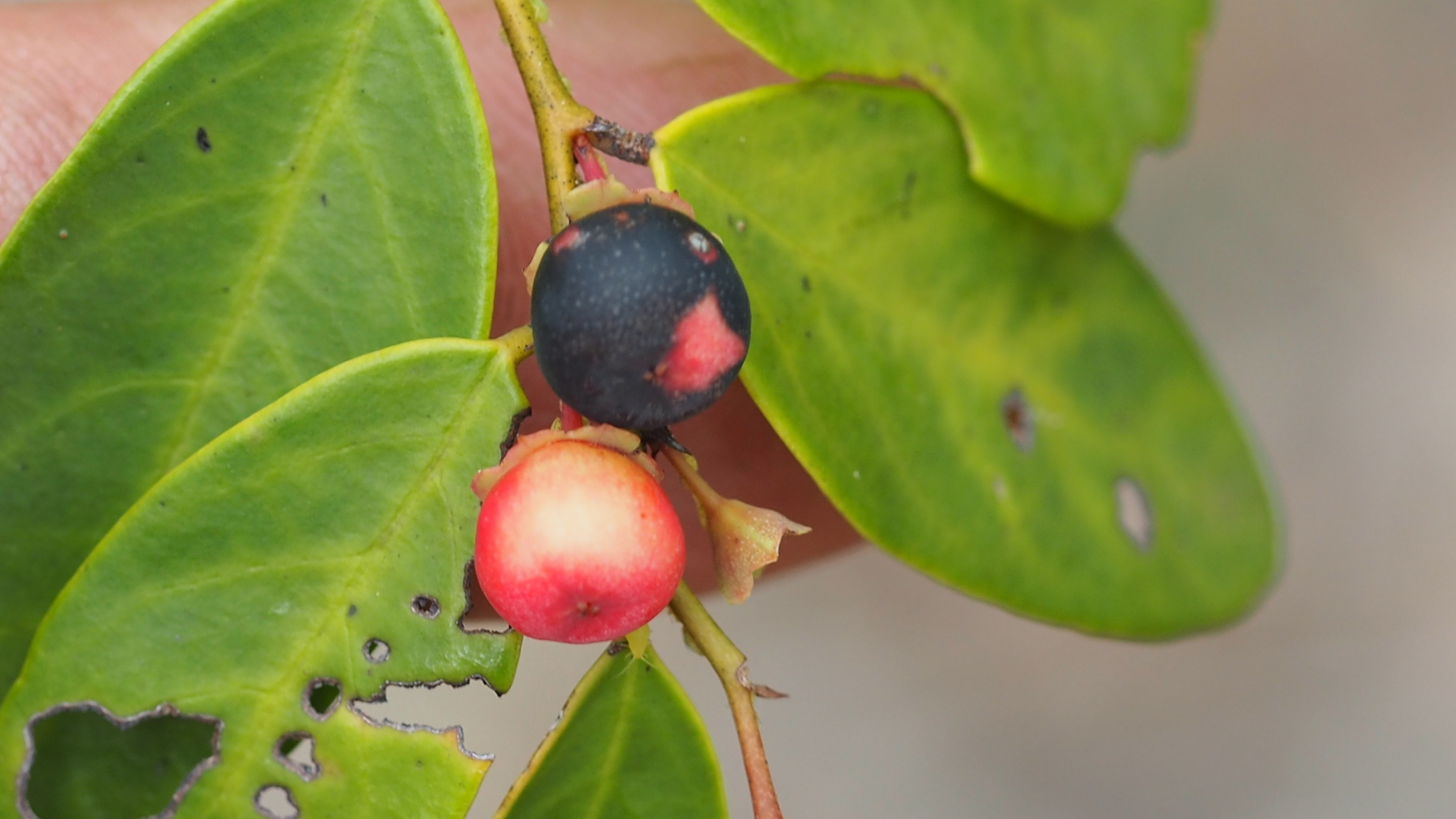 Breynia J.R.Forst. & G.Forst.