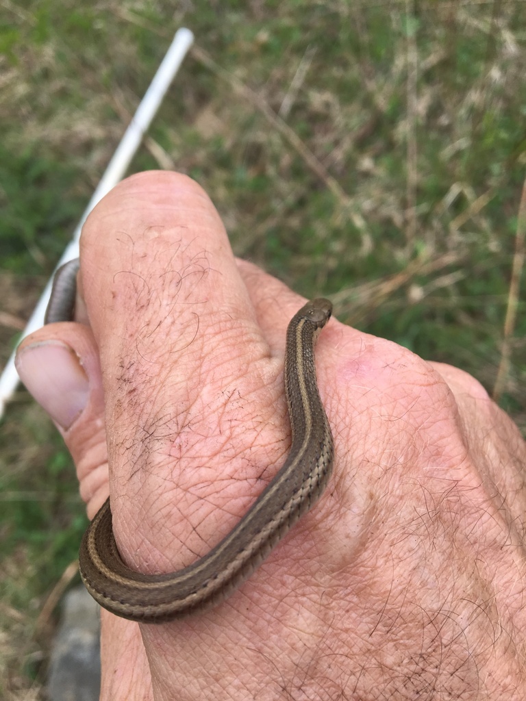 Short-headed Garter Snake in May 2019 by smartinbiologist · iNaturalist