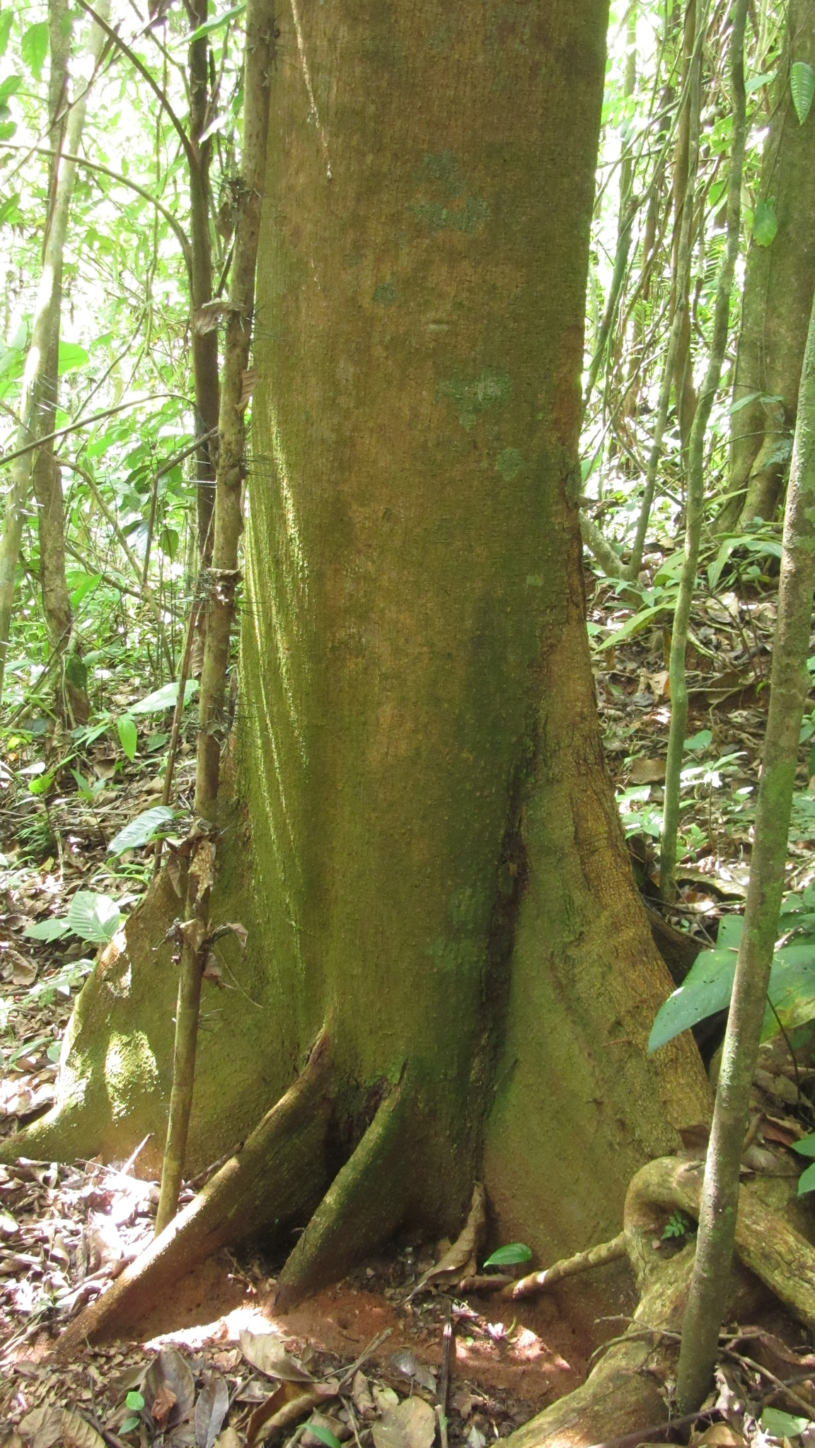 Virola surinamensis (Rol.) Warb.