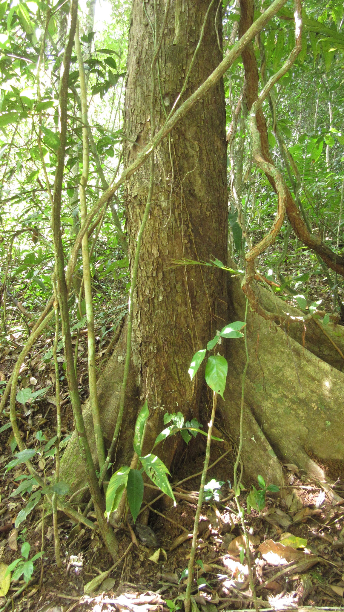 Terminalia amazonia (J.F.Gmel.) Exell