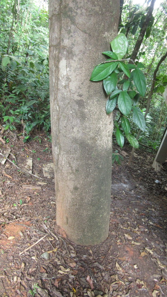 Pera arborea from Colón, PA-CL, PA on January 07, 2023 by Richard ...