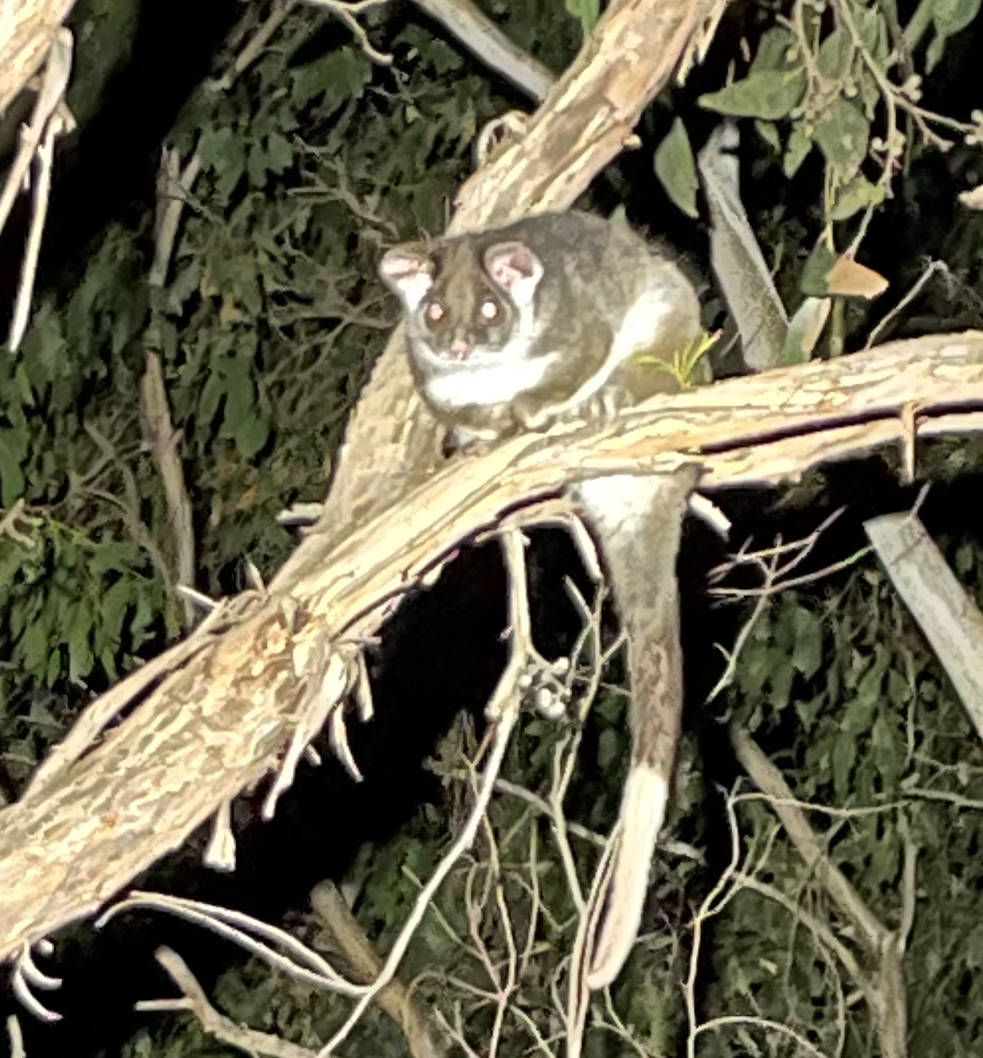 Pseudocheirus Ogilby, 1837