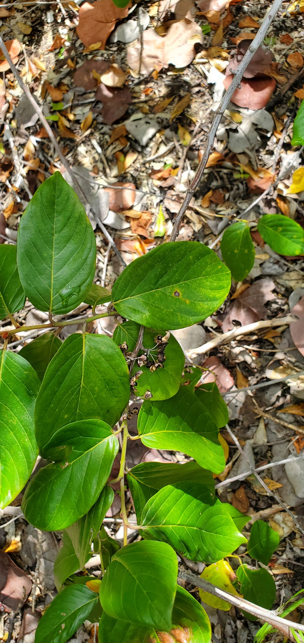 Colubrina arborescens (Mill.) Sarg.